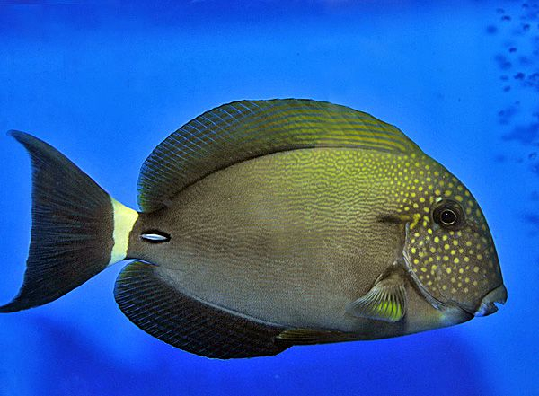 Maculiceps Tang