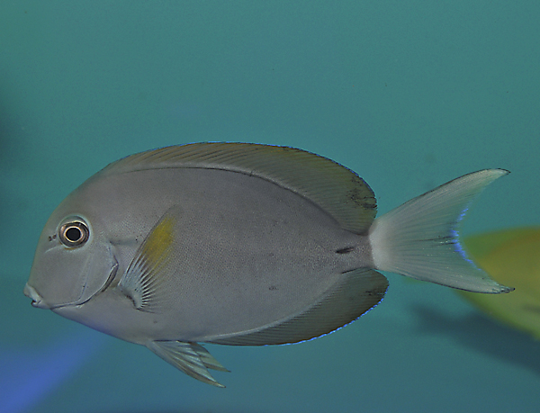 acanthurus nigricauda