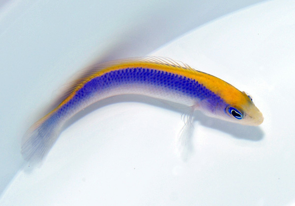 sunrise dottyback size