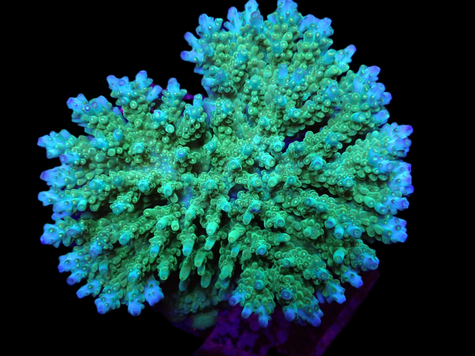 acropora efflorescens