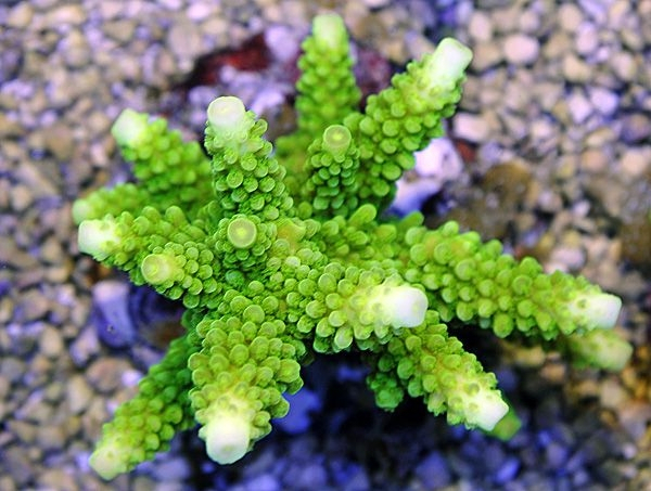 acropora efflorescens
