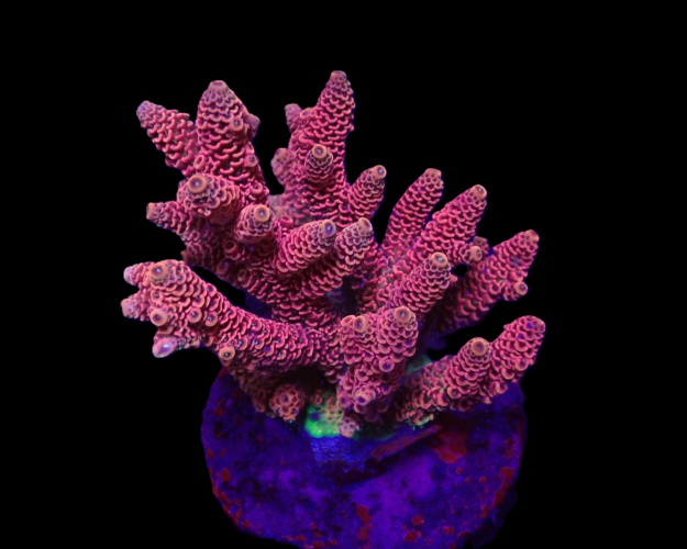 pink millepora