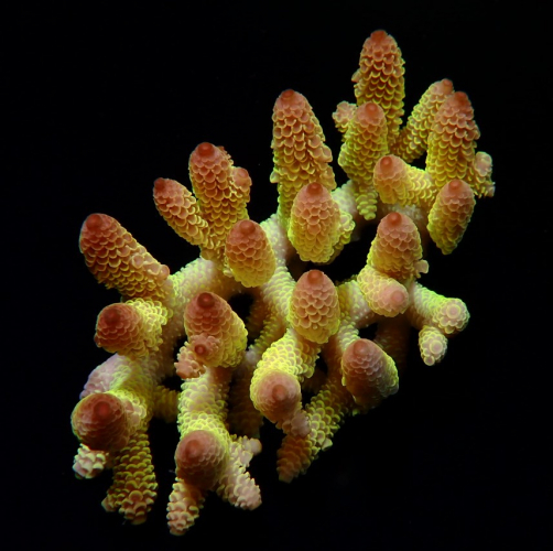 acropora spp