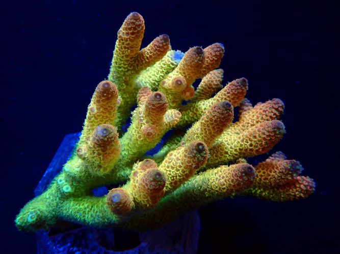acropora spp
