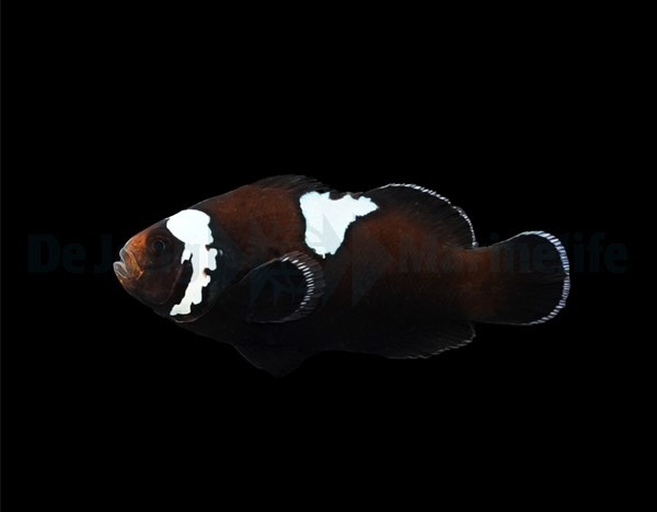 midnight clownfish