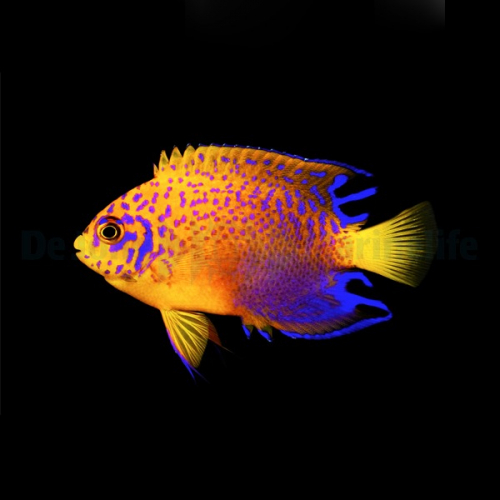 interruptus angelfish