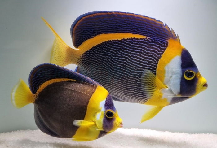 scribbled angelfish diet