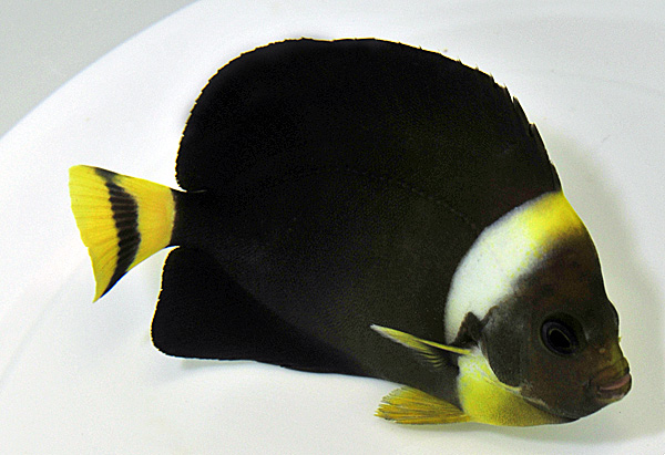Personifer Angelfish