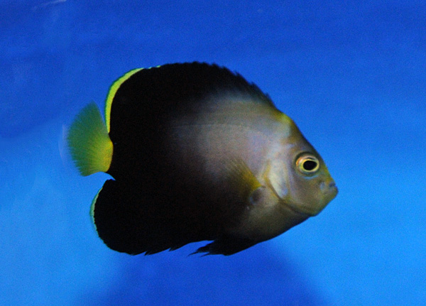 phantom angelfish