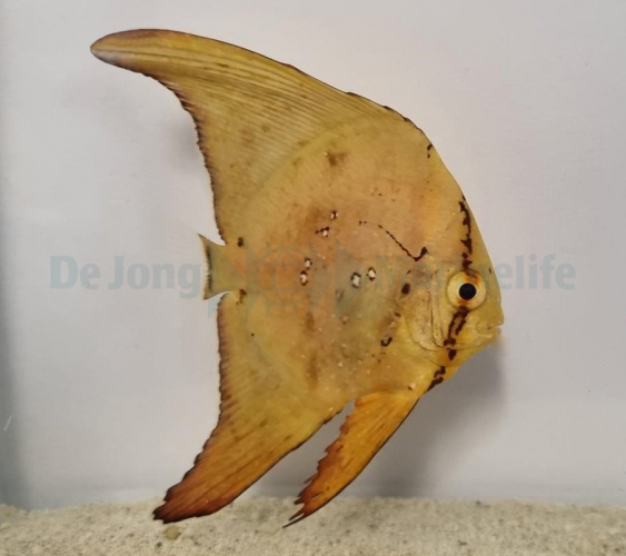 orbicular batfish predators