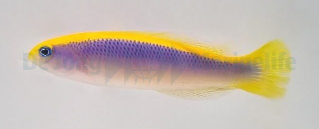 sunrise dottyback size