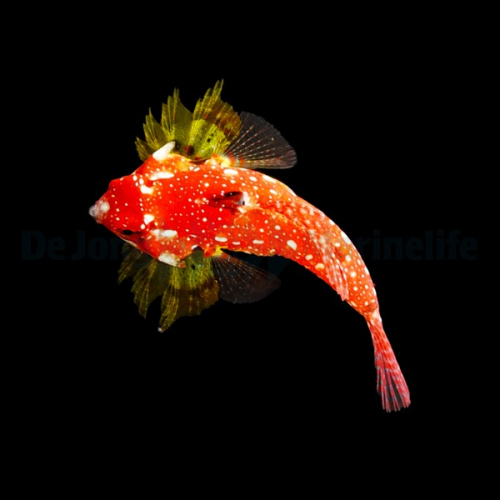 female ruby red dragonet