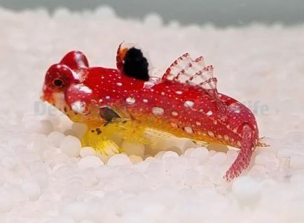 female ruby red dragonet