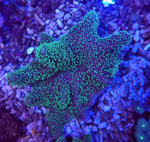 Lobophytum spp. Fluor green