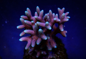 Seriatopora caliendrum (Pink) (Fiji/Tonga)