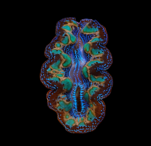 Tridacna Crocea (Ultra)