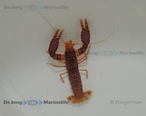 Enoplometopus debelius