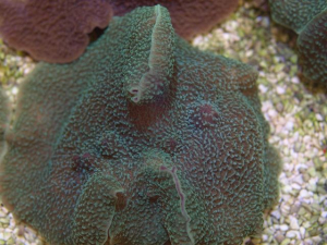 Rhodactis mussoides