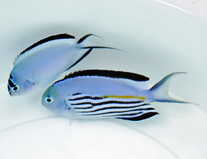 Genicanthus watanabei (pair)