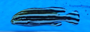 Plectorhinchus lessonii