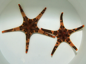 Iconaster longimanus