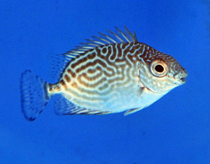 Siganus spinus