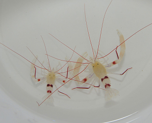 Stenopus zanzibaricus (Pair)