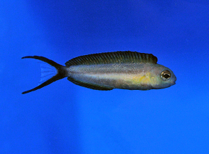 Meiacanthus bundoon - T.B.