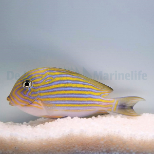 Acanthurus lineatus
