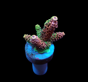 Acropora millepora (Grafted) (DJM Grown) (Rare) f 001