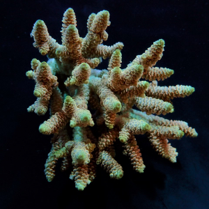 Acropora millepora (Rainbow)