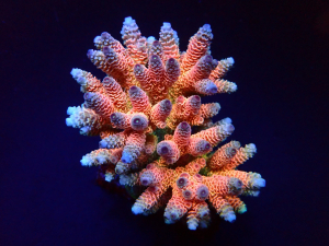 Acropora millepora (Rainbow)