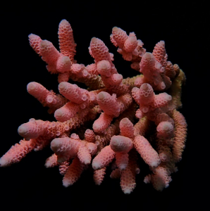 Acropora millepora (Red-Pink)