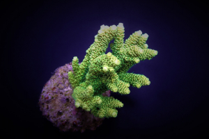 Acropora millepora (Yellow-Green)