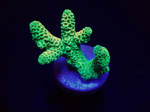 Acropora millepora (Yellow-Green) (frag)