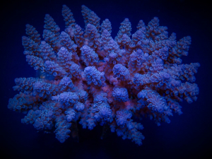 Acropora spp. (Blue)