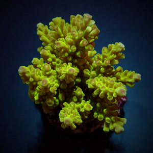 Acropora spp. (Maricultured) (Premium)