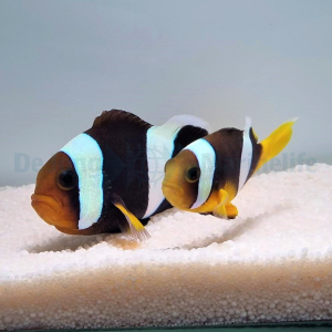 Amphiprion sebae (Black) (pair)