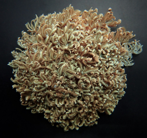 Anthelia desjardiniana