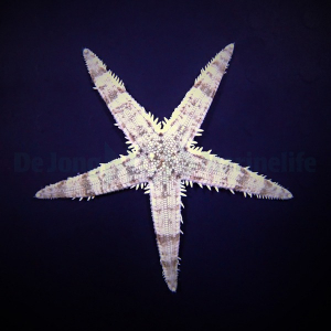 Archaster typicus