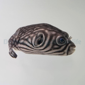 Arothron reticularis