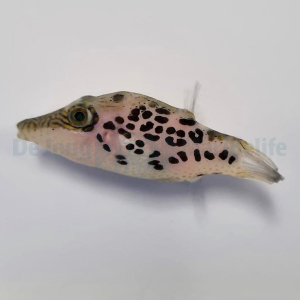 Canthigaster leoparda