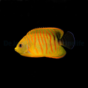 Centropyge eibli (Tigerpyge)