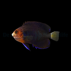 Centropyge flavicauda