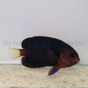 Centropyge flavicauda