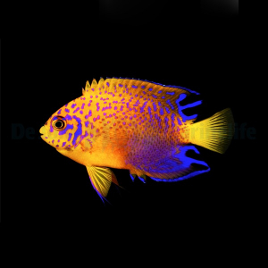 Centropyge interruptus - T.B.