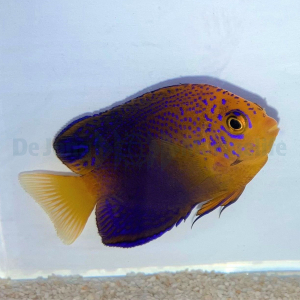 Centropyge interruptus - T.B.