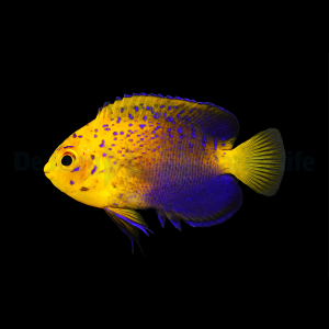 Centropyge interruptus - T.B.