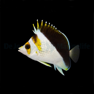 Chaetodon spp. (Hybrid - Backcross)