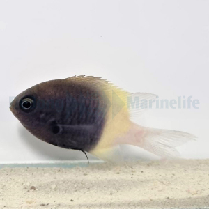 Chromis dimidiata